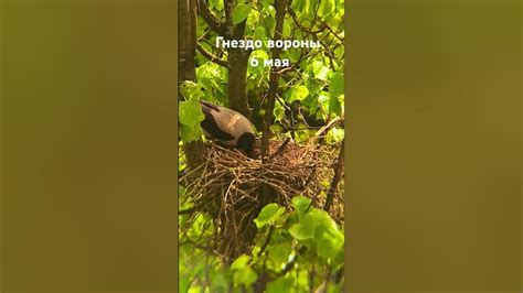 Гнездо вороны 6 мая Птенцы начинают тренировать крылья и хорошо кушают