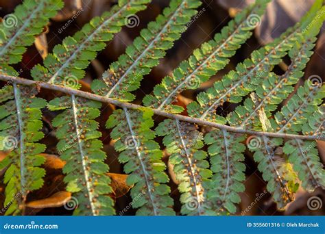 Worm Fern Dryopteris Filix Mas Is A Poisonous Forest Plant That Is