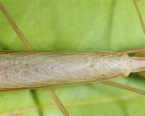 Miomantis Paykullii Facts Diet Habitat And Pictures On Animaliabio