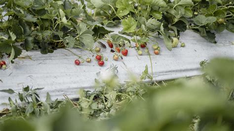 Freiland Erdbeeren In Rafz Farmtickerch