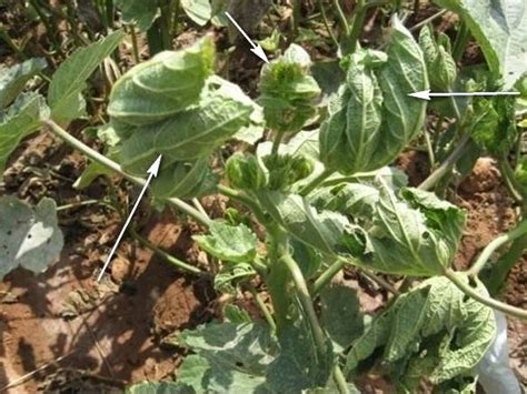 Association Of Begomovirus With Okra Abelmoschus Esculentus L Leaf