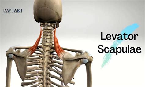 Levator Scapulae Muscle Anatomy Action And Important Clinical