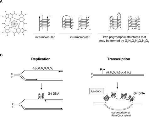 Meeting DNA Palindromes Head To Head