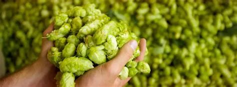 精酿啤酒之王 IPA 知乎