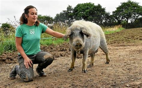 À la Ferme du Troglo Barbara élève des cochons laineux en plein air