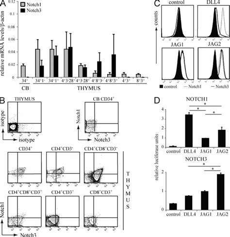 Notch3 Is Expressed In Uncommitted Human Thymocytes And Is Efficiently