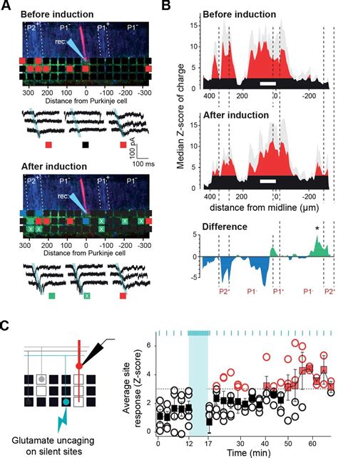 Figures And Data In Stereotyped Spatial Patterns Of Functional Synaptic Connectivity In The