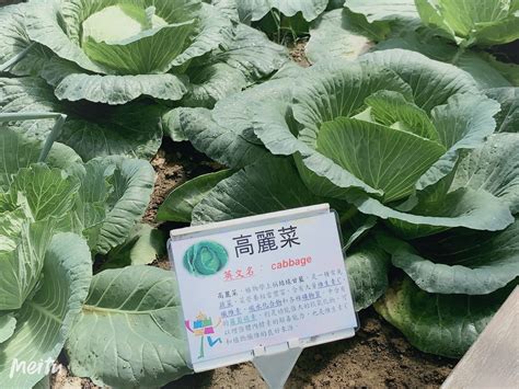 臺中市私立北屯快樂城堡幼兒園 農場裡☀️~溫室蔬果區~在鄭董叔叔董事長媽咪的細心照顧下~這些蔬菜水果植物們~