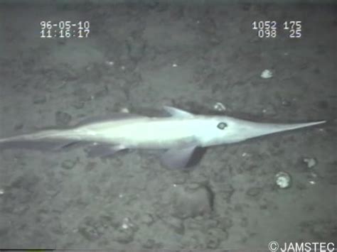 Underwater Garbage Detection Object Detection Dataset By Aligarh Muslim