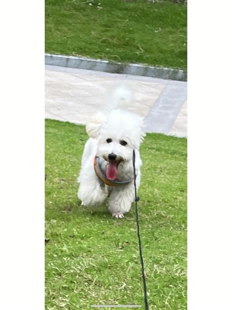 比熊犬图片八个月比熊犬图片训练第6页大山谷图库
