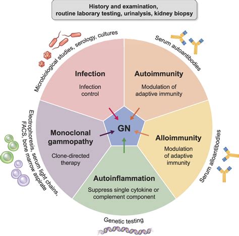 Figure 1 From The Five Types Of Glomerulonephritis Classified By