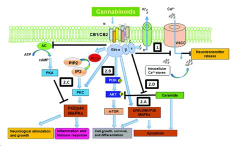 The Endocannabinoid System Regulates A Battery Of Signaling Pathways