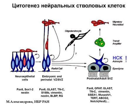Биология стволовых клеток: общие понятия - презентация онлайн