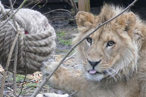 Nova Igračka Beskrajna Zabava Kako Danas Izgleda Lav Nikola Iz Budve