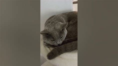 Chibi Chibi Chaba Chaba🩷 Youtube