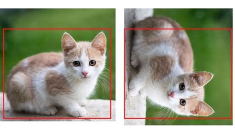 Bounding Box Augmentation For Object Detection Using Albumentations