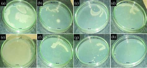 the growth of s aureus on a control b df1 c df2 and d df3 at