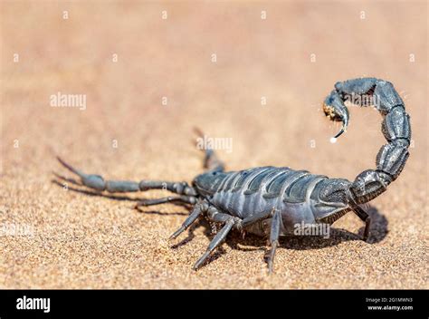 Namibia Swakopmund Dorob National Park Black Hairy Thick Tailed
