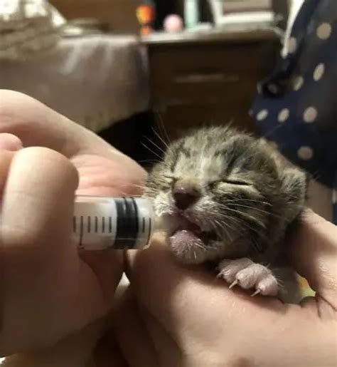 救助和繁育必看 提高新生小猫存活率最有效的喂奶方法是什么 知乎