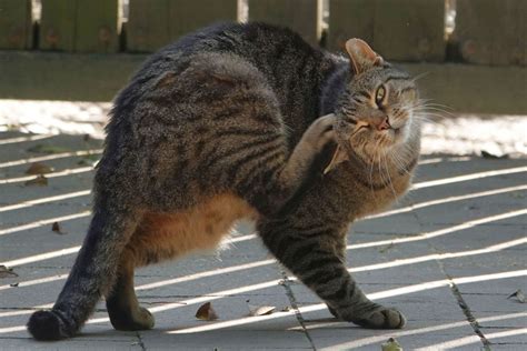 How To Tell If Your Cat Has Fleas