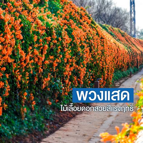 🌿 6 ไม้เลื้อย ช่วยบ้านคลายร้อน ♻️ ☘️🍃🌾🌱 การรับมือกับอากาศร้อนและแดดแรงๆ