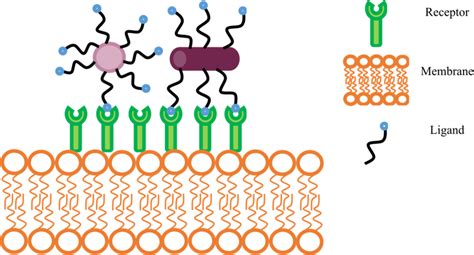 Graphical Representation Shows A Comparison Of Nanocarrier Shape And Download Scientific