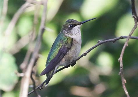 Archilochus Colubris Picture Bird