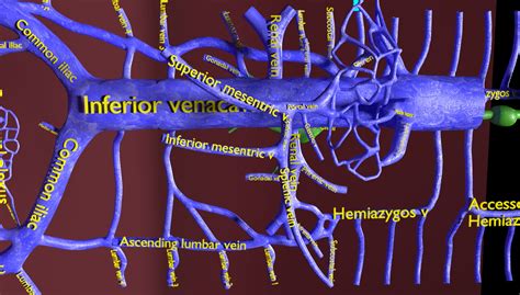 Venous System Thorax Abdominal Vein Labelled 3d Model Superhive Formerly Blender Market