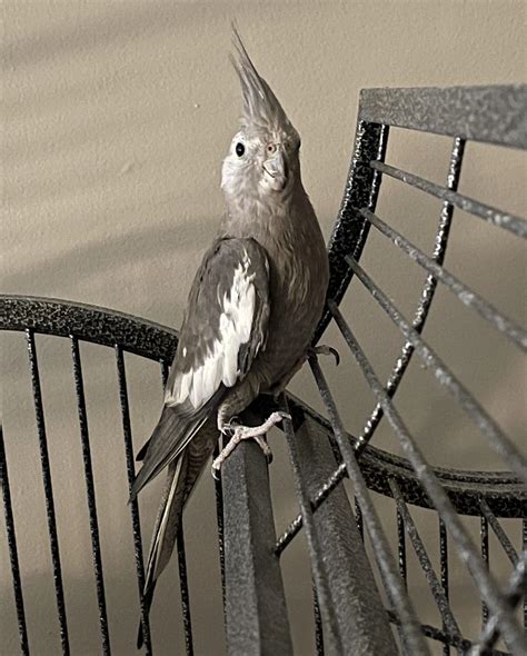 Happy 8th Hatch Day To This Beautiful Lady Scrolller