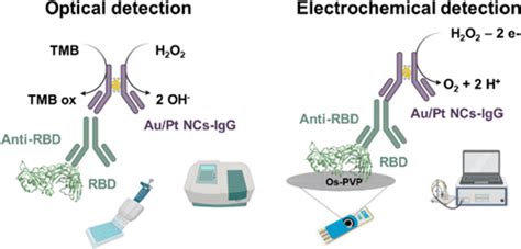 Dual Mode Immunosensor For Antibody Detection Harnessing The Versatility Of Antibody Based