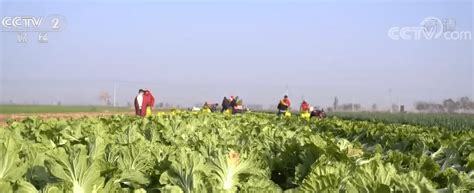 山东青岛大白菜丰收 泡菜出口增长 加工 王德礼 仁兆镇