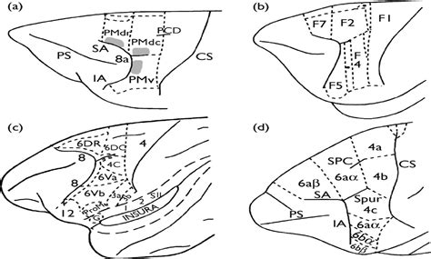Spatial Distribution And Density Of Prefrontal Cortical Cell