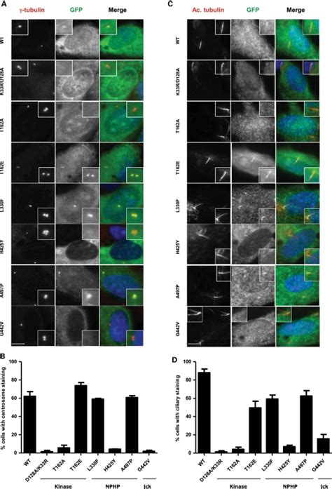 Localization Of Nek8 To Centrosomes And Cilia Is Dependent On Kinase