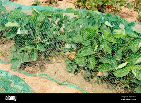 Plantes De Fraise Avec Filet De Protection Des Oiseaux Fragaria X