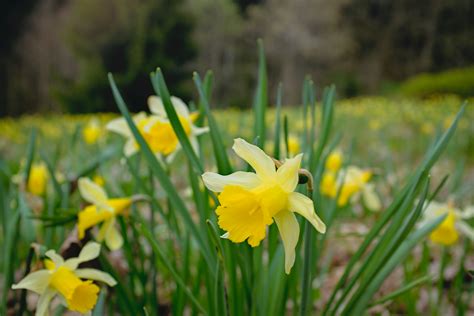 Local Laplacian Pyramids Darktable