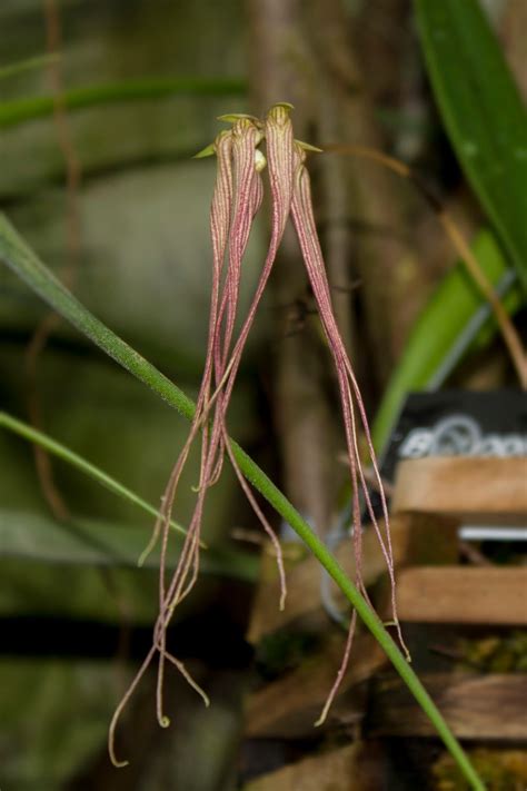 Marias Orchids