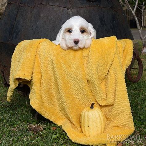 Litter Barksdales Callie Omalley Barksdales Hudson Banks Teasley