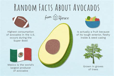 Types Of Avocados