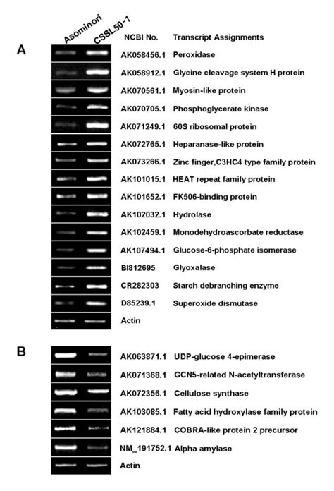rt pcr confirmation of the microarray data twenty one differentially