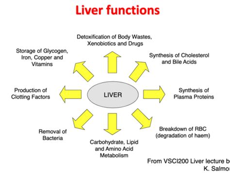 Clinical Biochemistry 3 Enzymes And Bilirubin Flashcards Quizlet