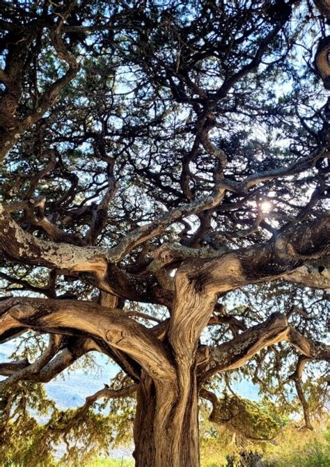 The Magical Café Of Symi Island Interview With Thalia Laughlin