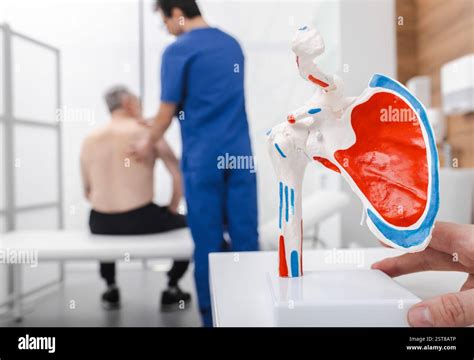 Anatomical Model Of The Shoulder Standing On Orthopedist Table In Medical Office During