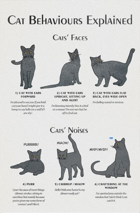 Ceoolsson Americaninfographic Cat Behavior A Lot Of People Cat