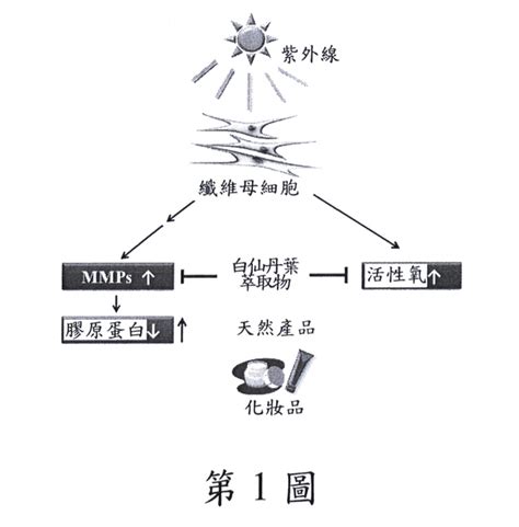 用於抗氧化、抑制基質金屬蛋白酶活性及或生成、及或促進膠原蛋白生成之白仙丹葉萃取物及其用途 Future Tech Pavilion