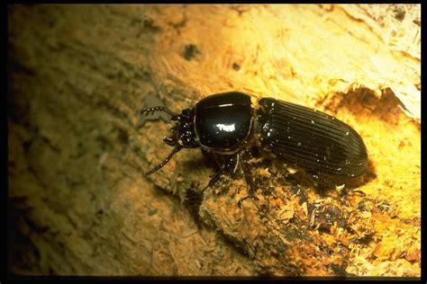 Horned Passalus Beetle Betsy Beetle Field Guide To Common Texas