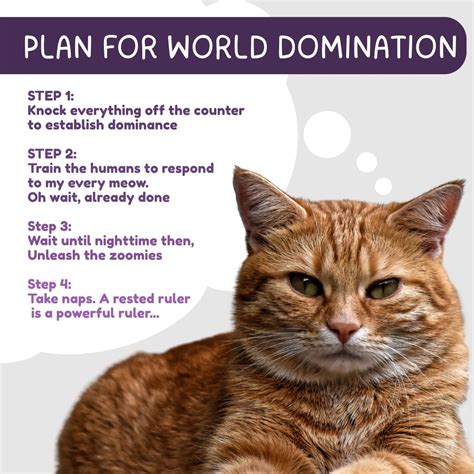The Veterinary June 24 Is Cat World Domination Day And Their Takeover Is Right On Schedule