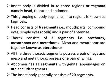 Body Segmentation Of Insect And Head Pptx