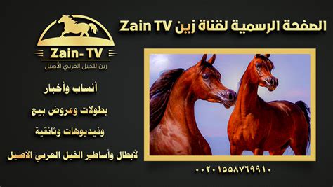 Arabianhorse Arabianhorses Arabianhorse Arabianhorses Stallion