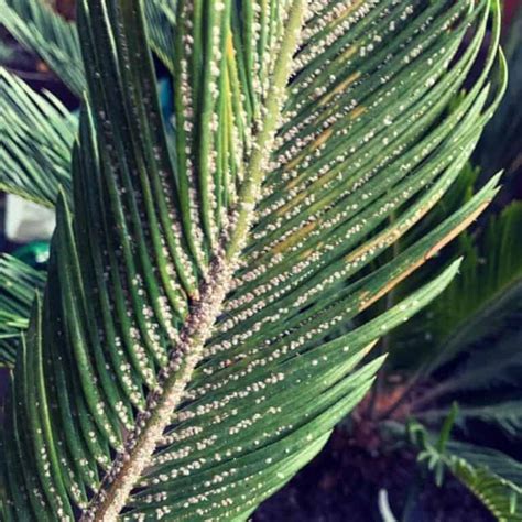 5 Ways To Get Rid Of Sago Palm Scale