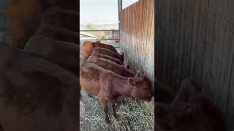 5 Red Heifers Enjoying Life In Israel Youtube